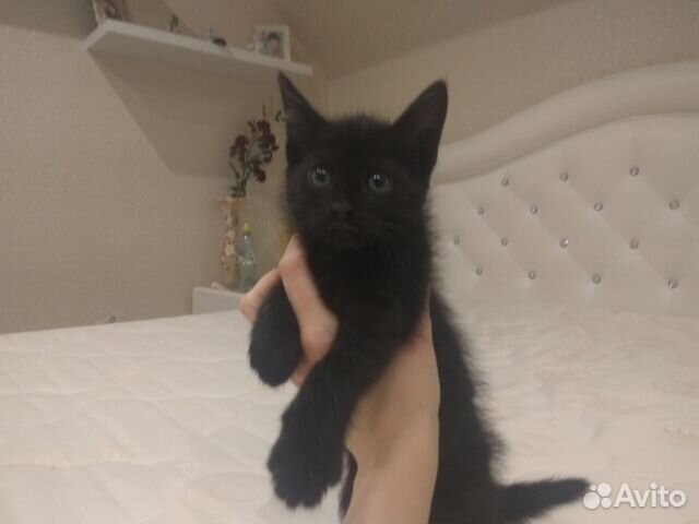 Чудесные котята в Добрые руки (Даром)