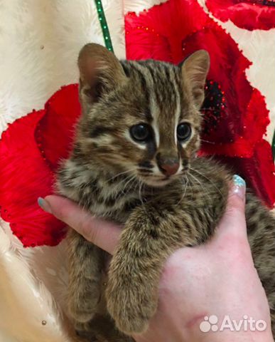 Азиатские котята северный подвид бенгалов
