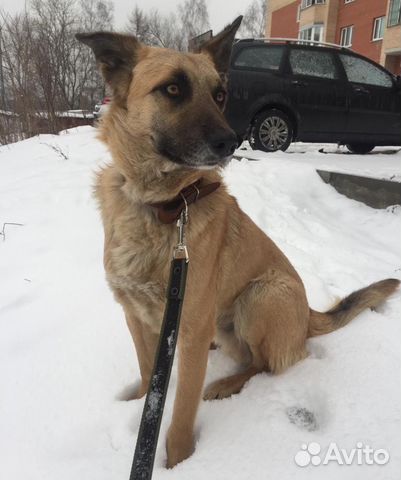 Замечательная собака в самые добрые руки