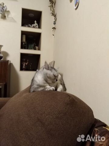 Кошка "Британка"