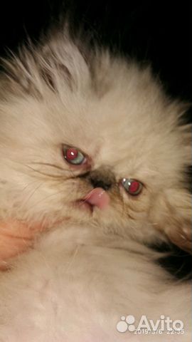 Если кошка голубоглаза,ей не будет ни в чем отказа