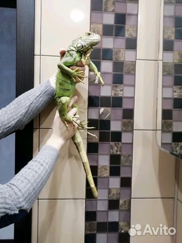 Игуана, ящерицы