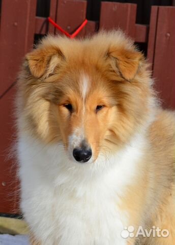 Щенки колли длинношерстный