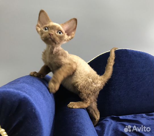 Котик циннамон сепия