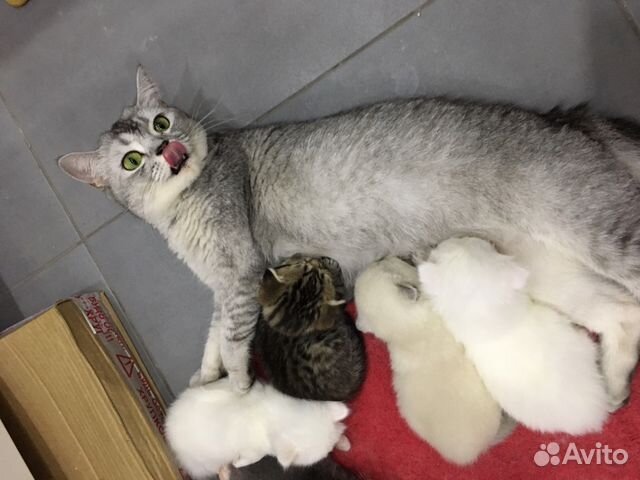 Шотландские котята