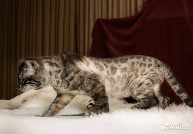 Снежный Бенгал (имп. США). Вязка