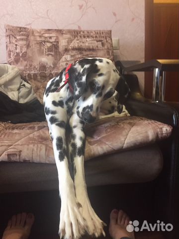 Малышка Далматина