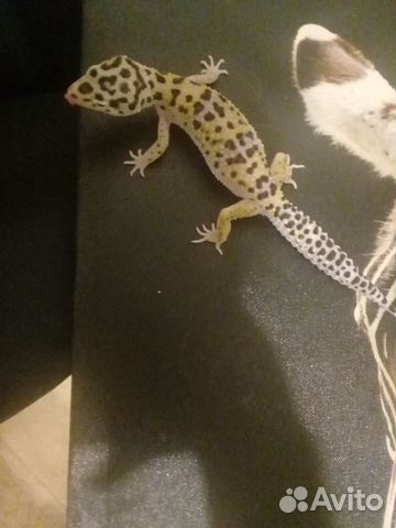 Самка эублефара