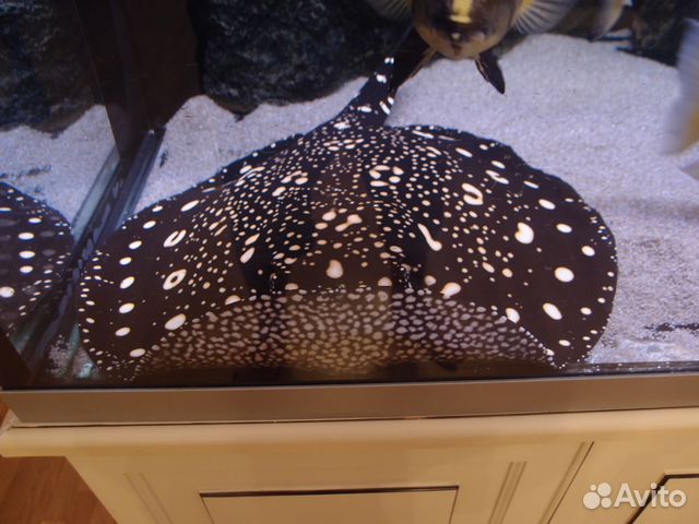 Скат Леопольди(Potamotrygon leopoldi) Black Diamod
