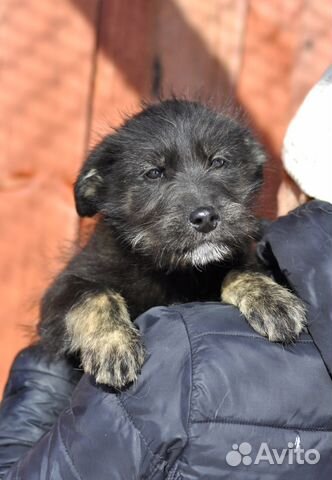 Красивую метиску терьера в дар