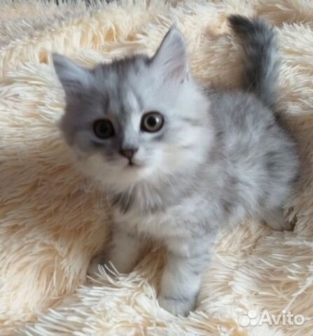 Девочка-красавица