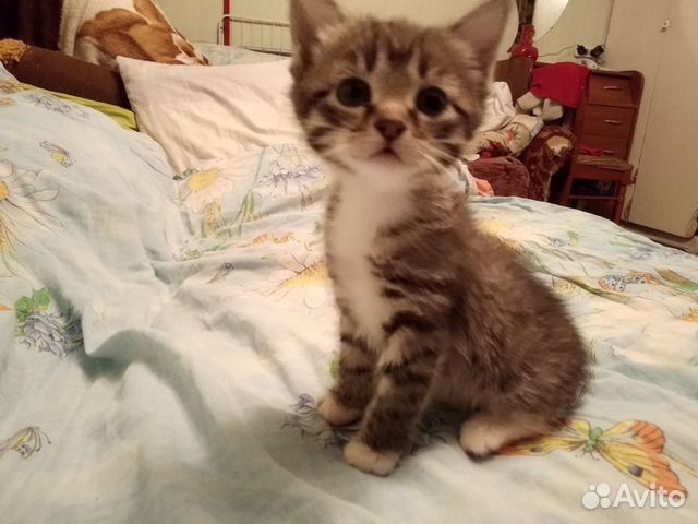 Отдам котёнка