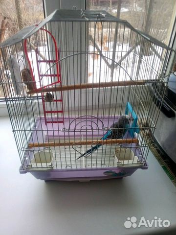 Попугай с клеткой за шоколадку