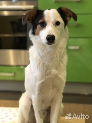 Торри-Борри Ищет дом