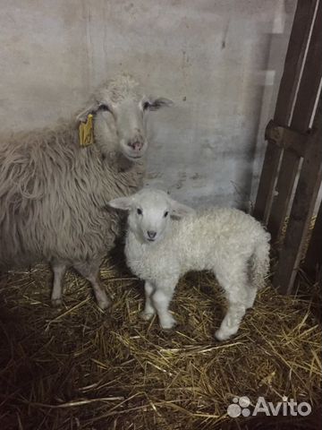 Овцы, барашки