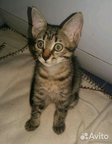 Отдам котенкп