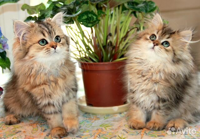 Великолепные девочки-шиншиллы