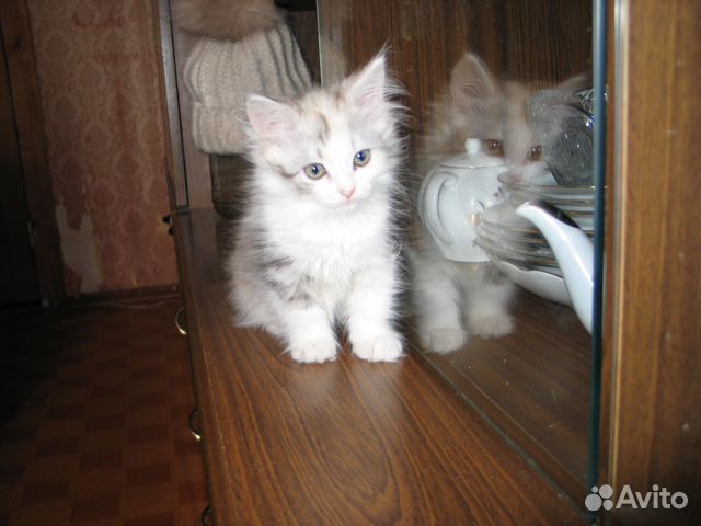 Котенок(девочка 2месяца)