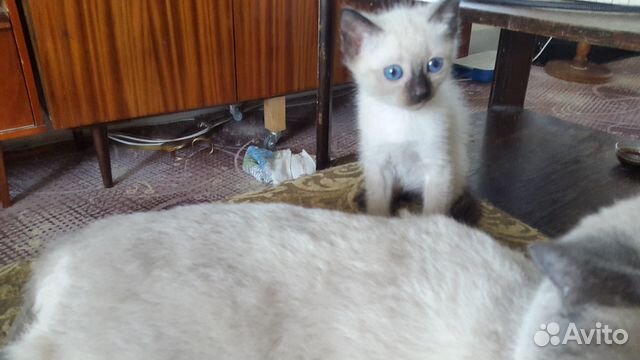 Тайские котята