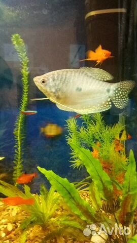 Самец гурами 7 см