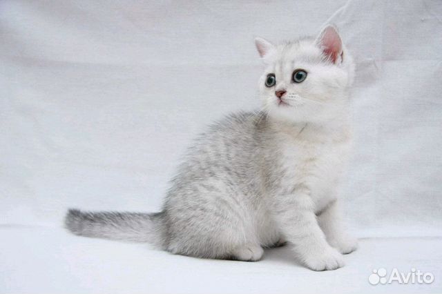 Британцы из питомника