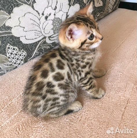 Бенгальская