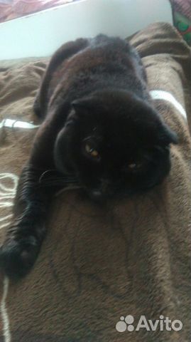 Отдам кота шотландца