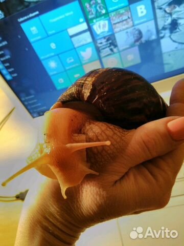 Улитка-ахатина