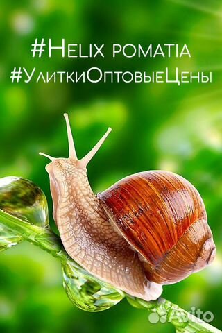 Виноградные улитки(Helix Pomatia)