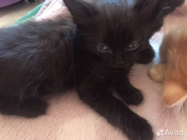 Отдадим в хорошие руки прекрасных котят