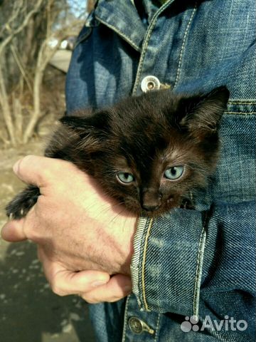 Черный котик с белым галстучком