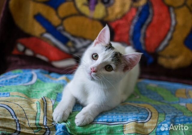 Лучик (4 мес) ищет дом