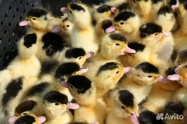 Птица оптом