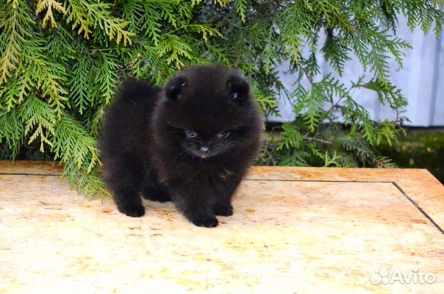 Померанский Шпиц Милашки