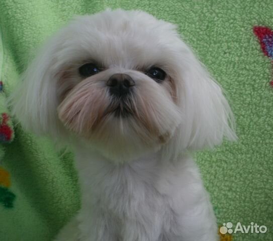Взрослый красавец-мальтезе