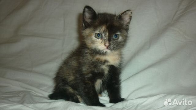 Сестричка и два братца, 1,5 мес. котята