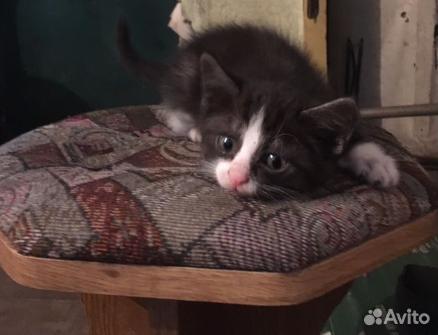 Котёнок ищет дом