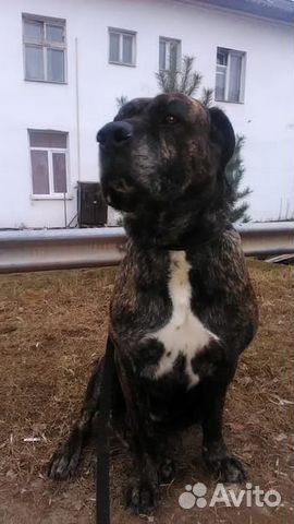 Кане корсо в дар