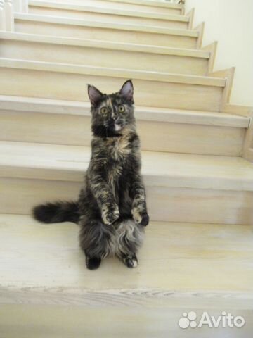 Трехцветная кошечка