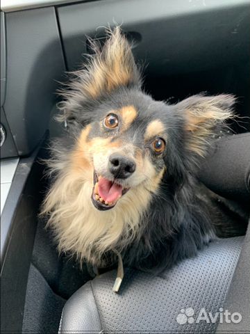 Собака ищет старых или новых хозяев