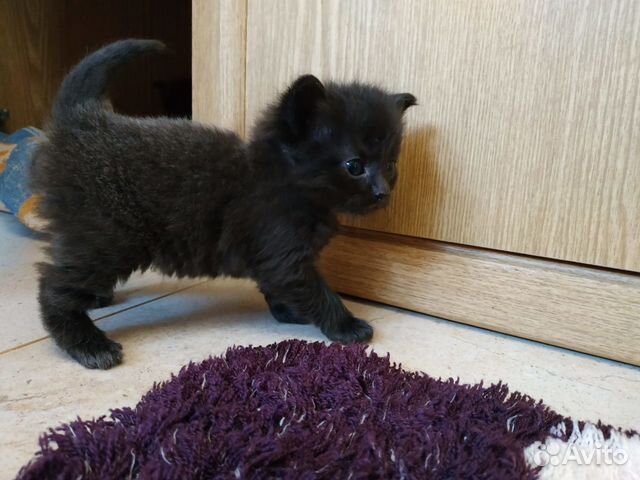 Котёнок для ведьмы