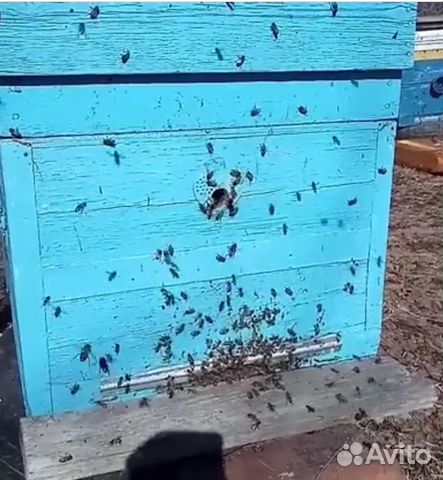 Пчелосемья, пакеты