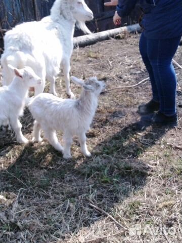 Продам козочек