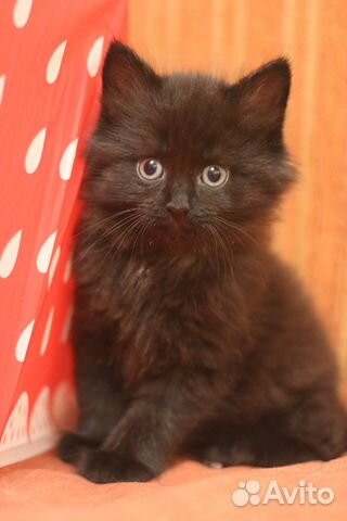 Малыши ищут новый дом