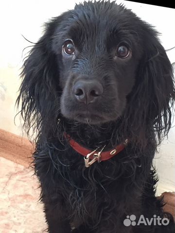 Русский спаниель в добрые руки