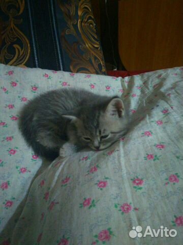 Британский котёнок