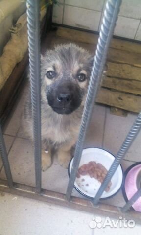 Возьмите щенка Мальчик. Доставка