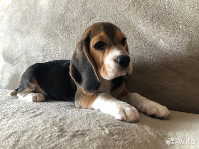 Продам Бигля