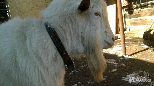 Продам молодого козла