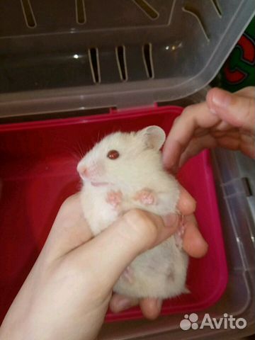 Альбинос, сирийский хомячёк, малыш